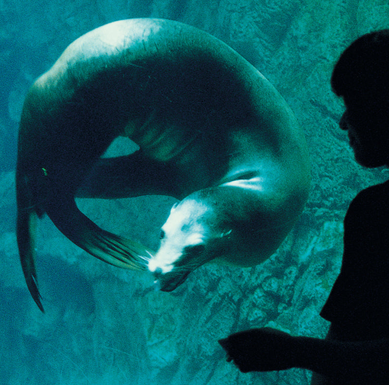 羅針盤『永遠のうた+アドレナリンドライブ』LP – P-VINE OFFICIAL SHOP